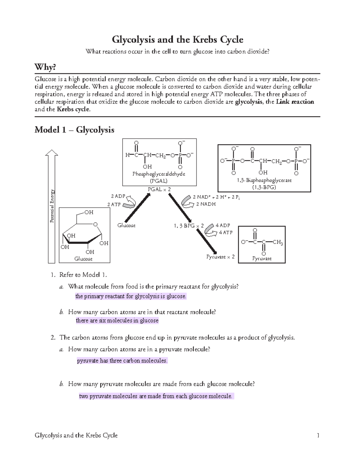 Glycolysis and the Krebs Cycle Part 1 - Glycolysis and the Krebs Cycle ...