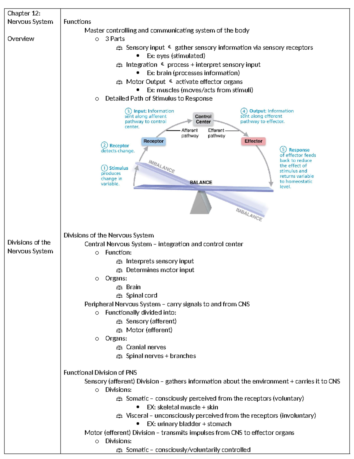 Chapter 12: Nervous Tissue Overview in the Nervous System - Studocu