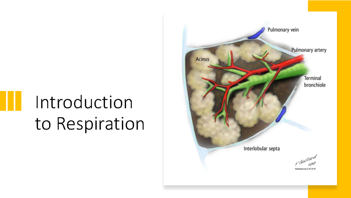PT2040 M6 Final Exam: Understanding Normal Respiration and Lung ...