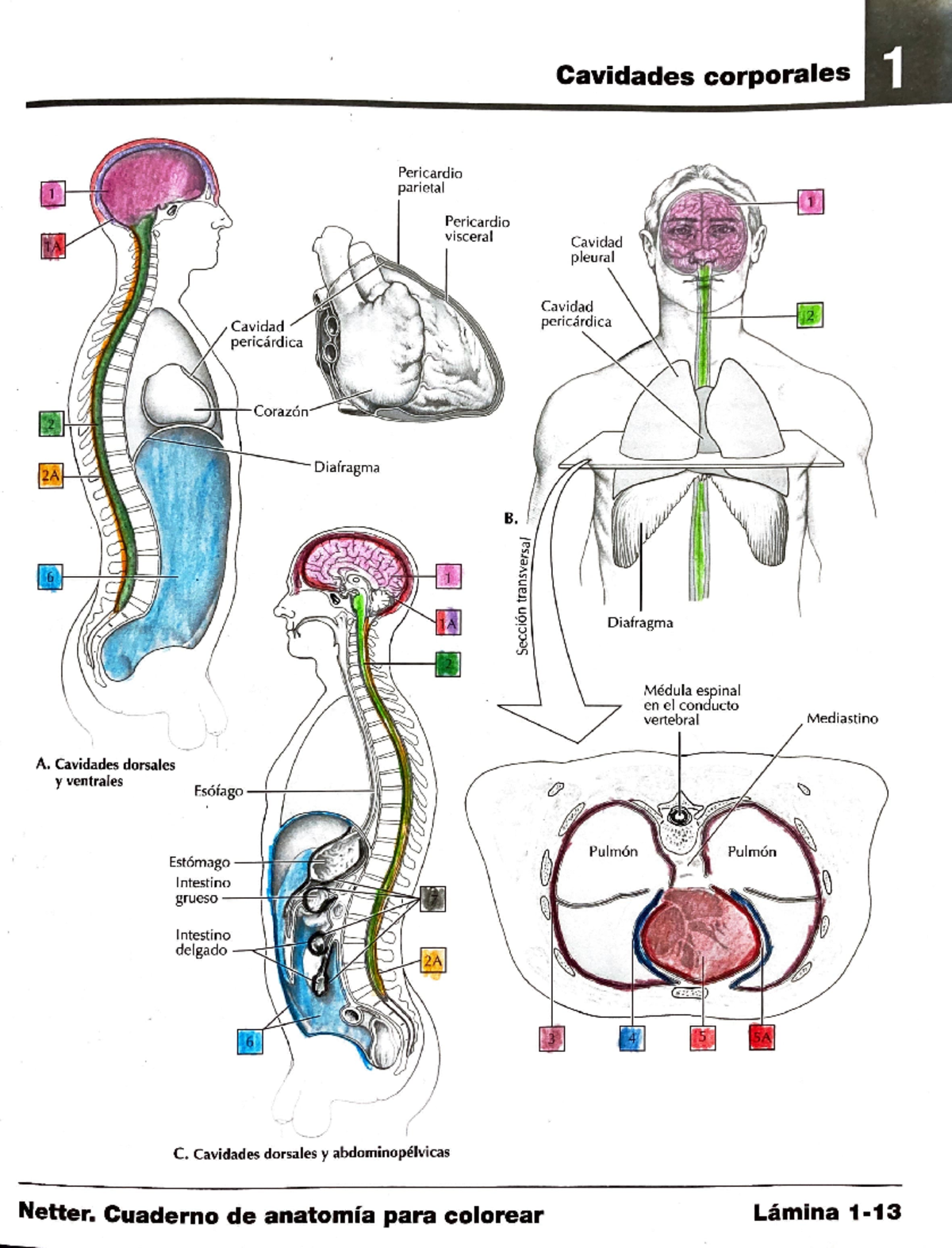 Anatomía Cavidades Corporales