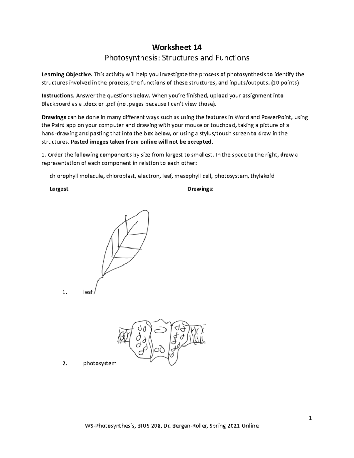 Worksheet 14-Photosynthesis - This activity will help you investigate ...