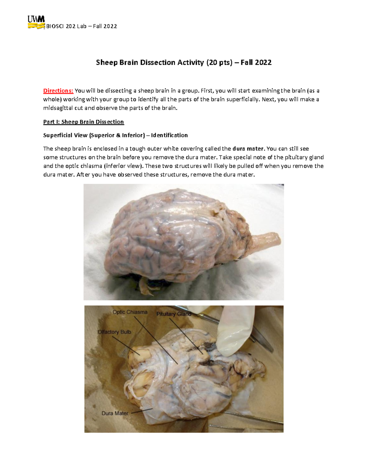 Sheep Brain Dissection Activity - First, you will start examining the ...