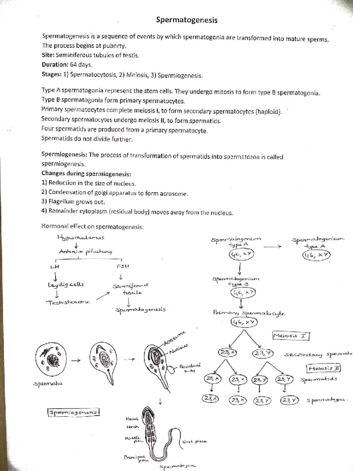 Embryology Notes: Spermatogenesis, Oogenesis, and Fertilization (250829 ...