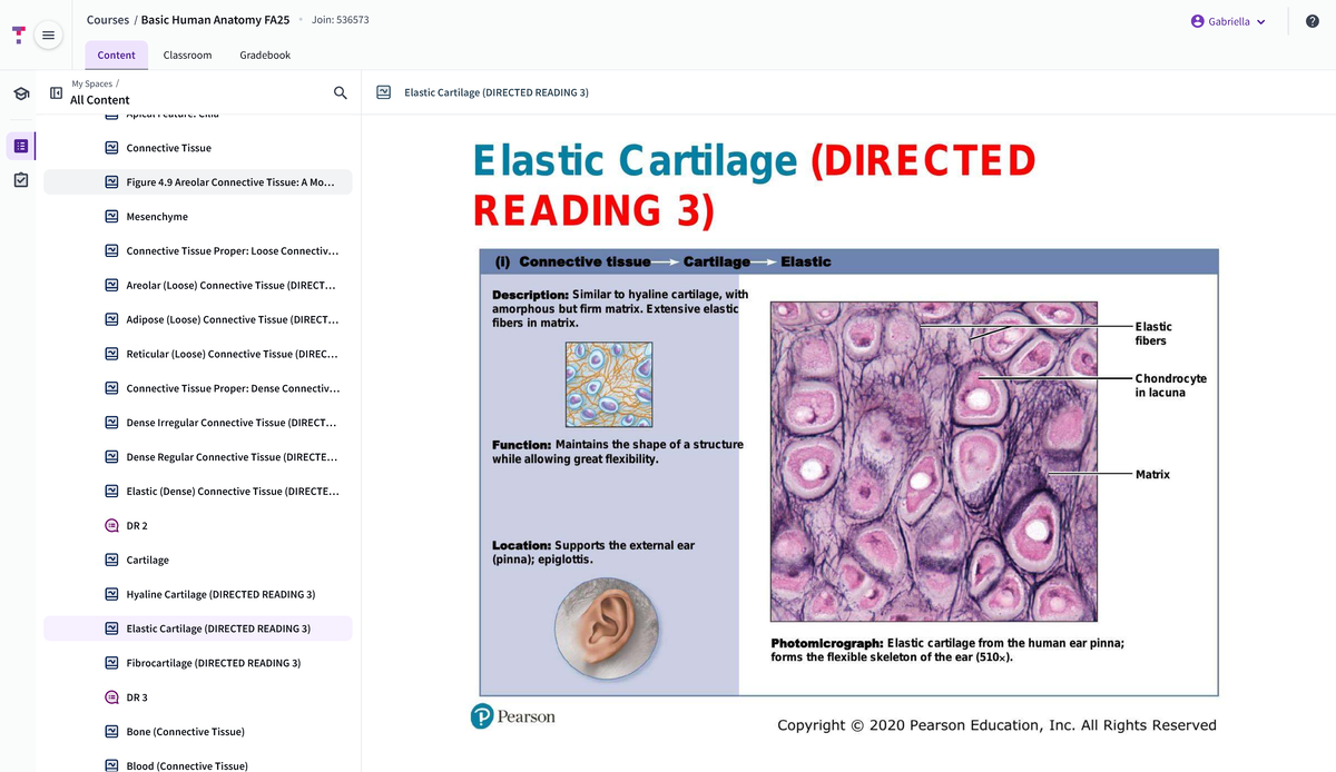 Basic Human Anatomy FA25: Directed Reading on Cartilage Types - Join ...