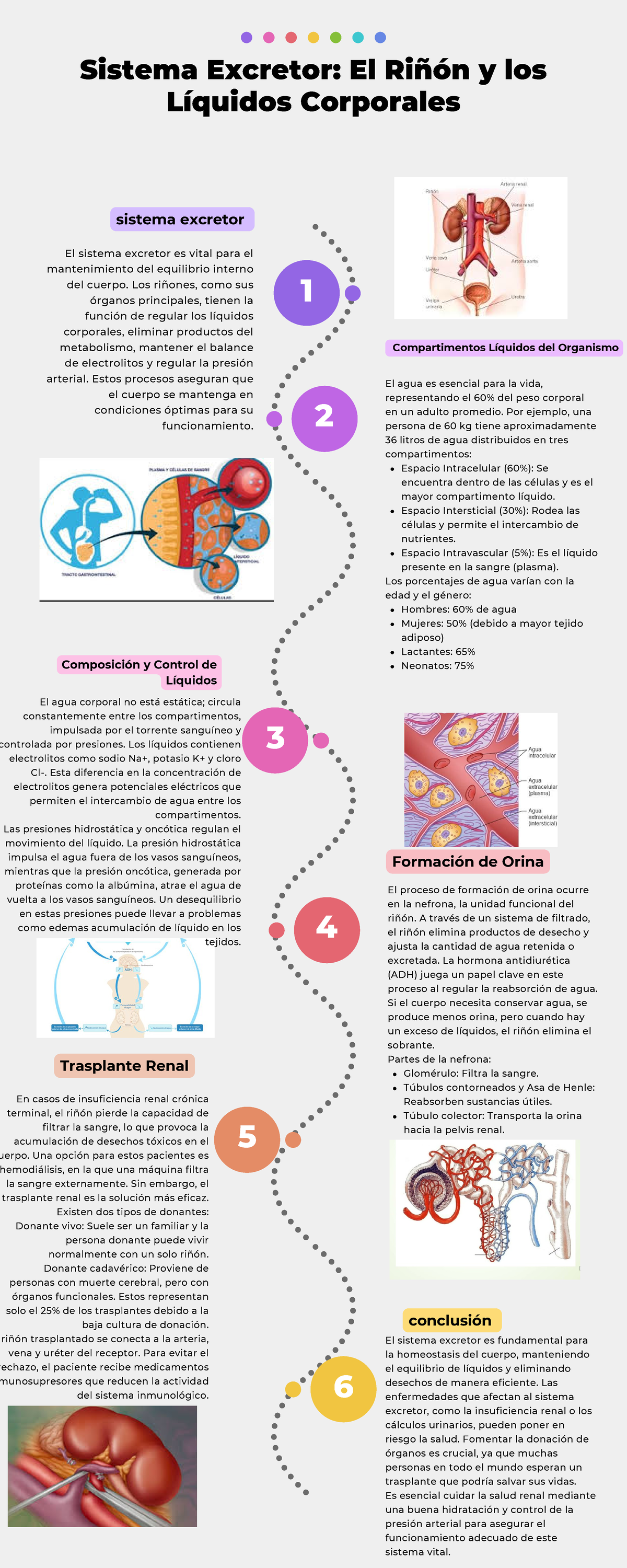 Infografía del Sistema Excretor y su Función en la Homeostasis - Studocu