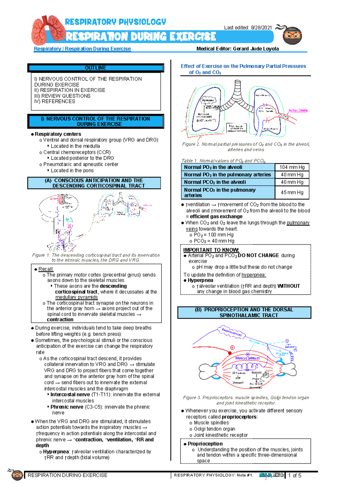 Respiration During Exercise: Insights and Control Mechanisms - Studocu