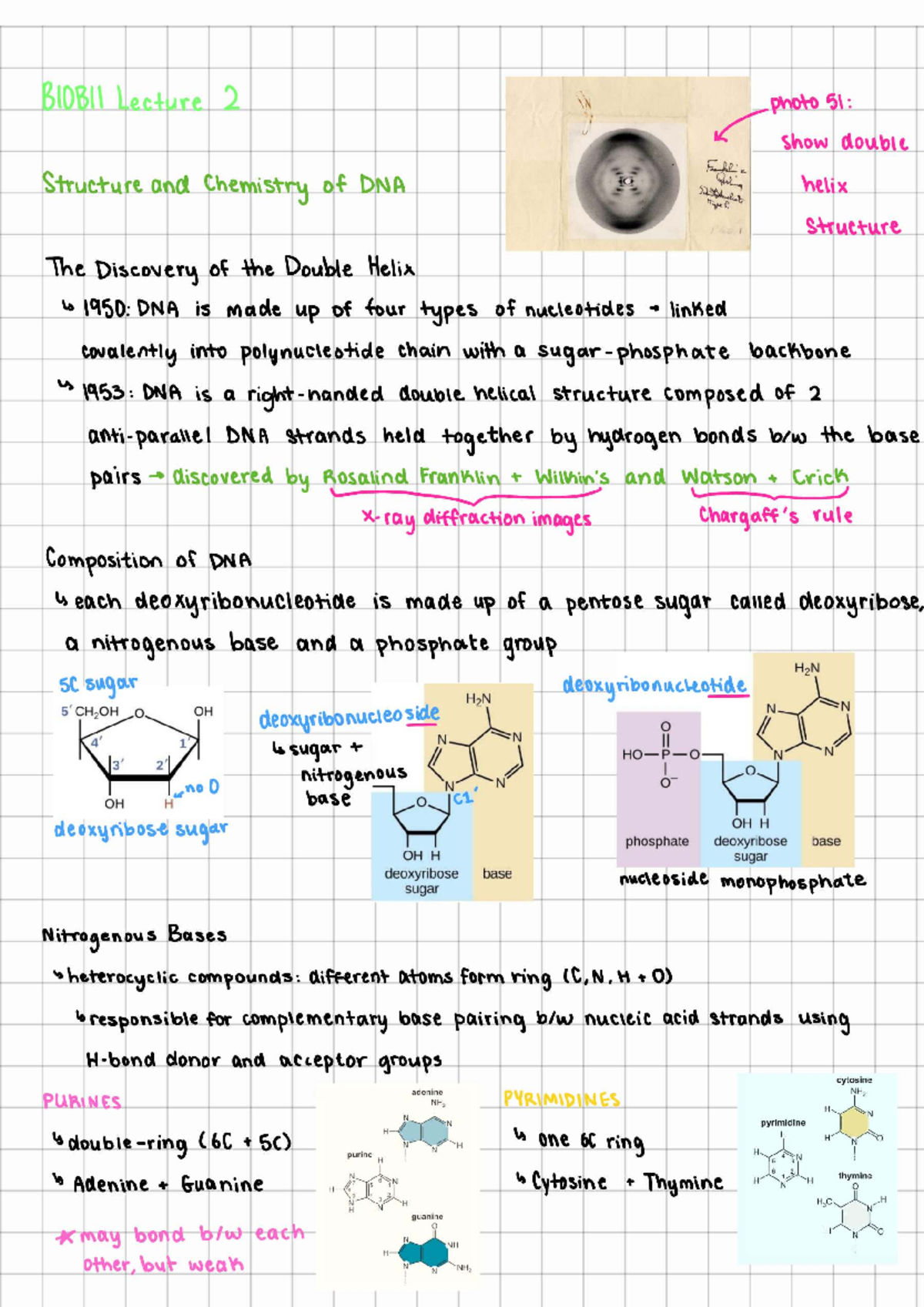 BIOBII Lecture 2: Structure and Chemistry of DNA Double Helix - Studocu