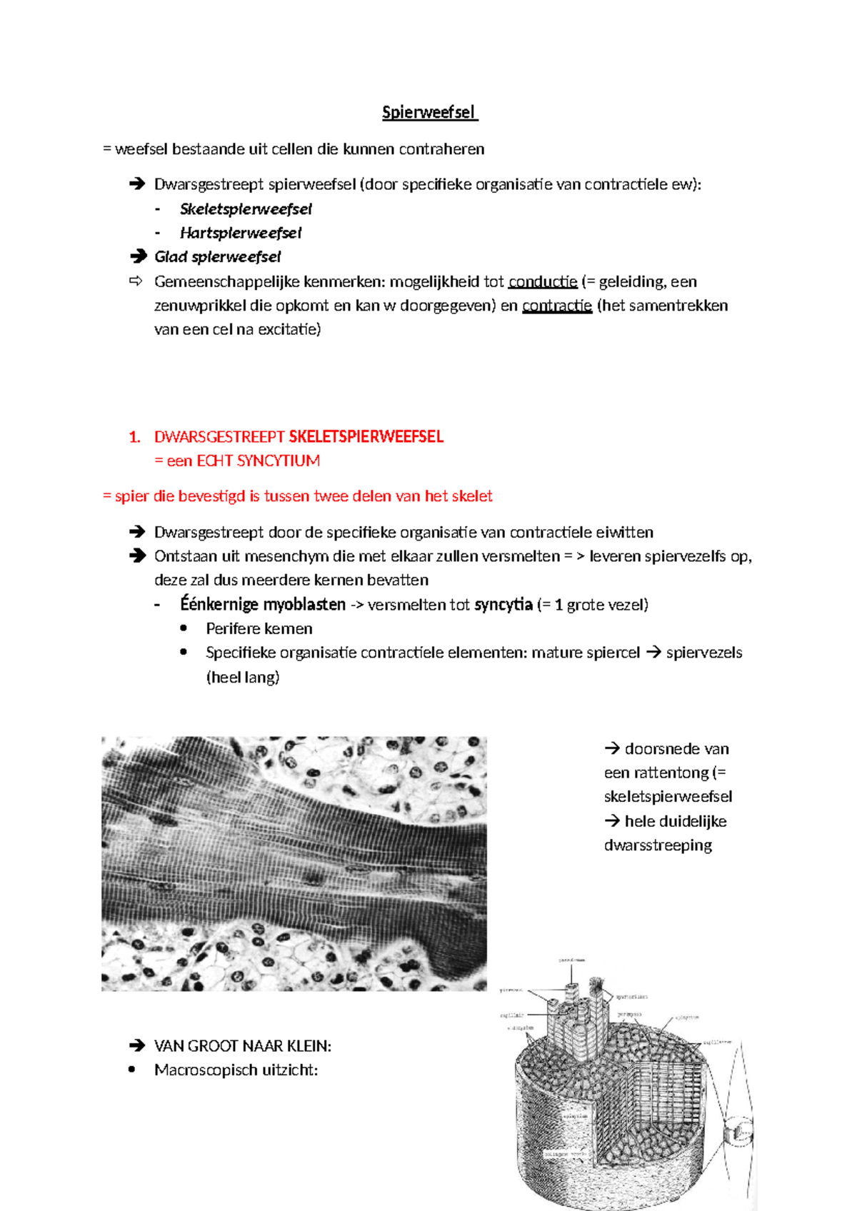 Spierweefsel: Kenmerken en Functies van Skelet-, Hart- en Glad ...