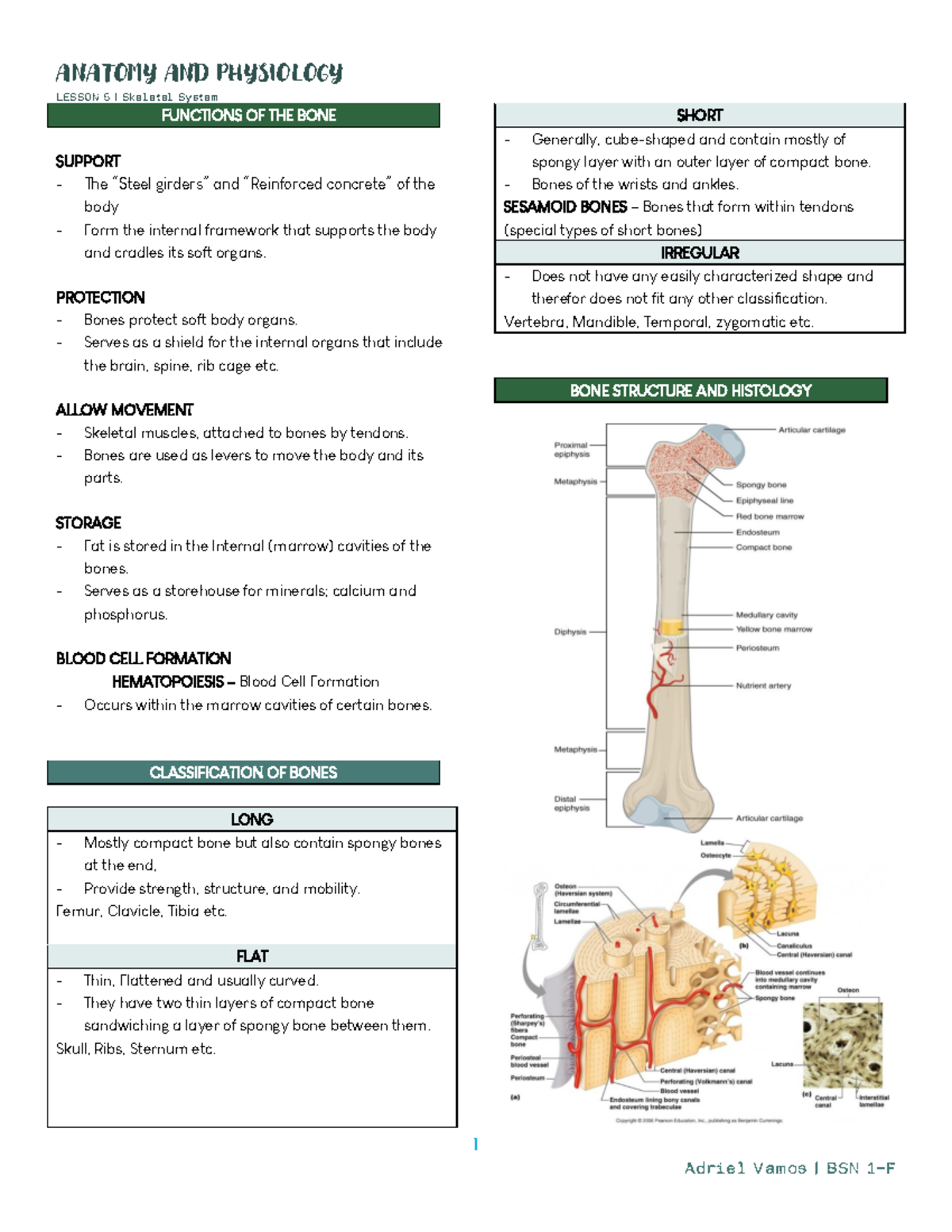 Skeletal System Transes - LESSON 6 | Skeletal System 1 FUNCTIONS OF THE BONE SUPPORT The “Steel ...