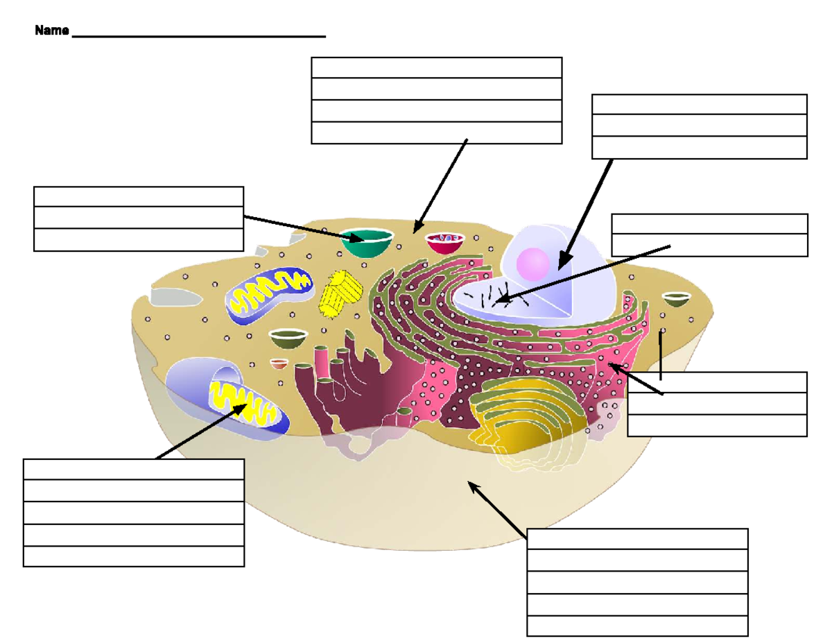 Animal and Plant Cell Diagram - Google Docs - Name - Studocu