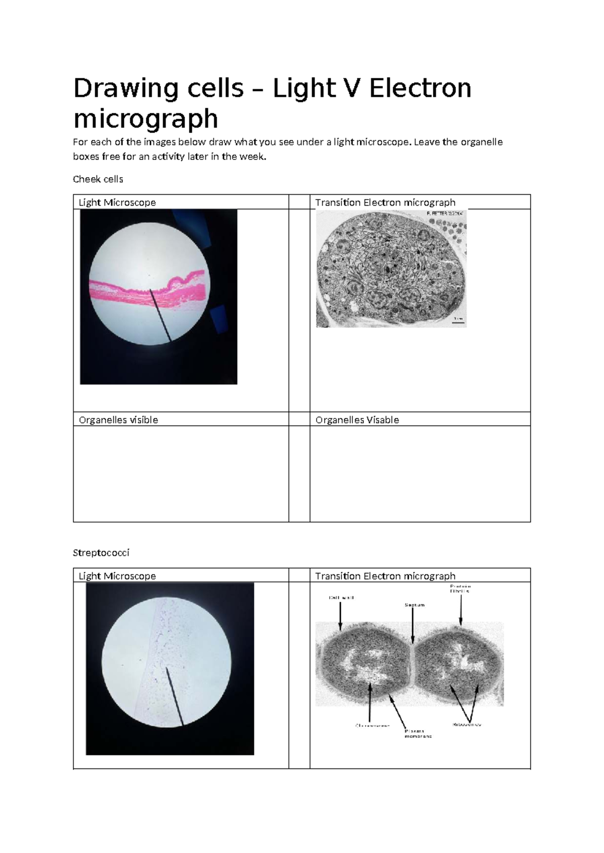 Worksheet: Viewing Cells - Light Microscopy vs. Electron Microscopy ...
