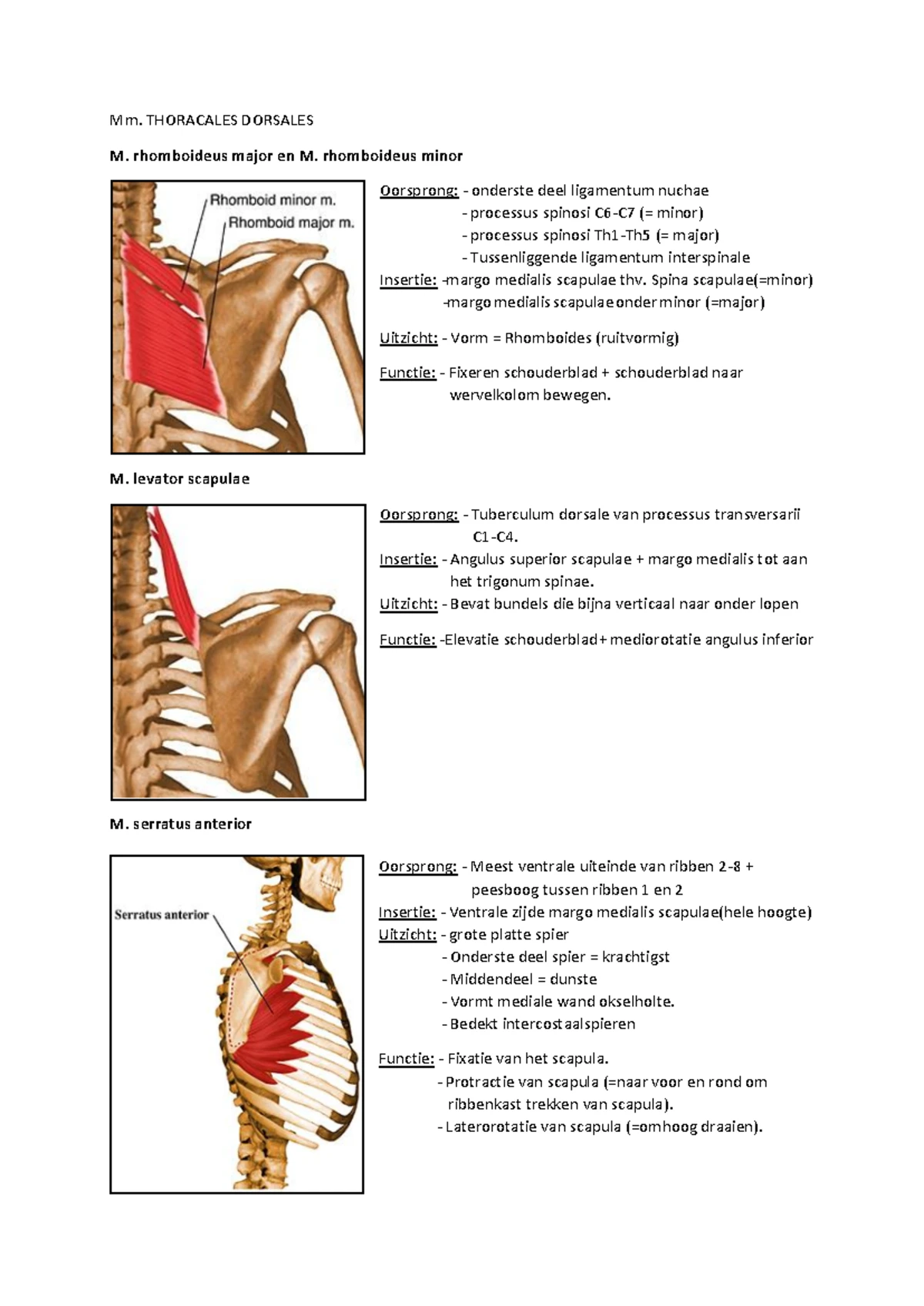 Het hart anatomie uitwerking - Hart Ligging en bouw van het hart Het ...