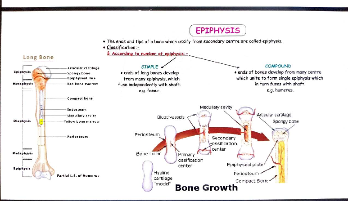 General Anatomy: Epiphysis and Synovial Joint Types (ANAT 101) - Studocu