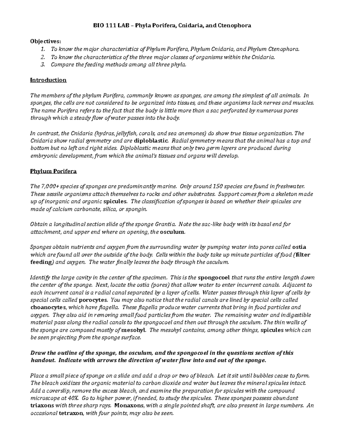 Lab-6 Porifera and Cnidaria - BIO 111 LAB – Phyla Porifera, Cnidaria ...