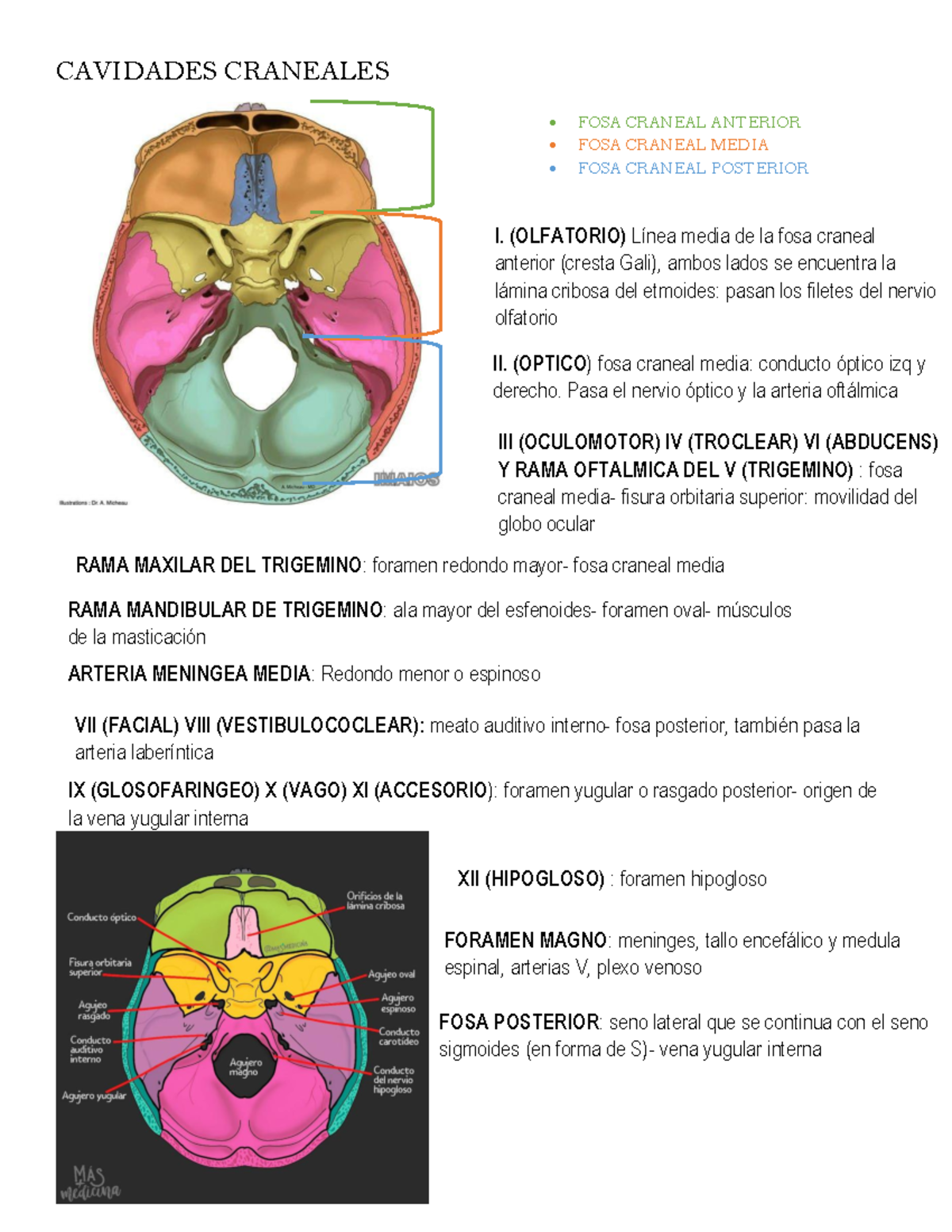 CAVIDADES CRANEALES: FOSAS ANTERIOR, MEDIA Y POSTERIOR - Studocu