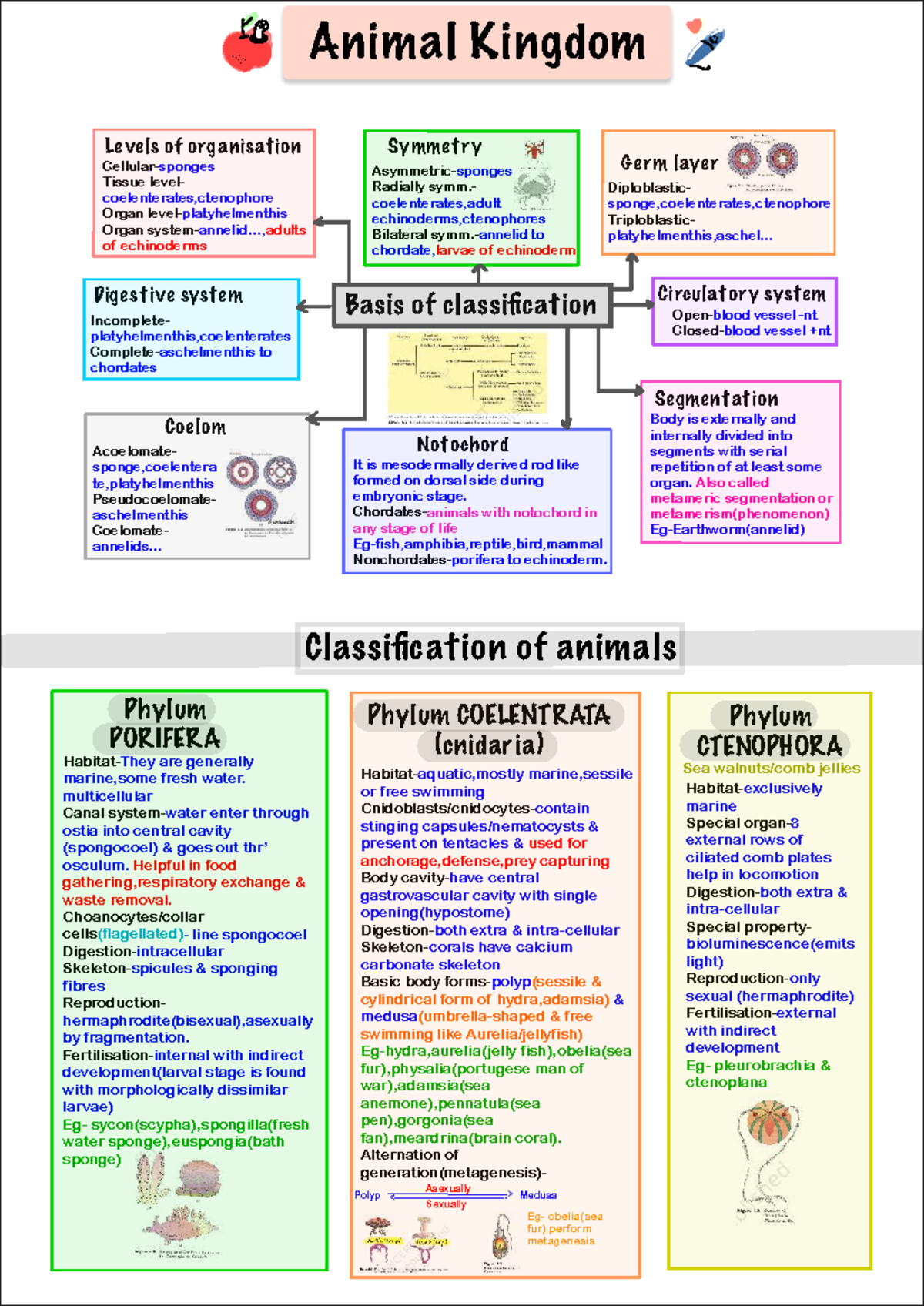 Animal Kingdom EE II: Symmetry & Levels of Organization Mind Map - Studocu