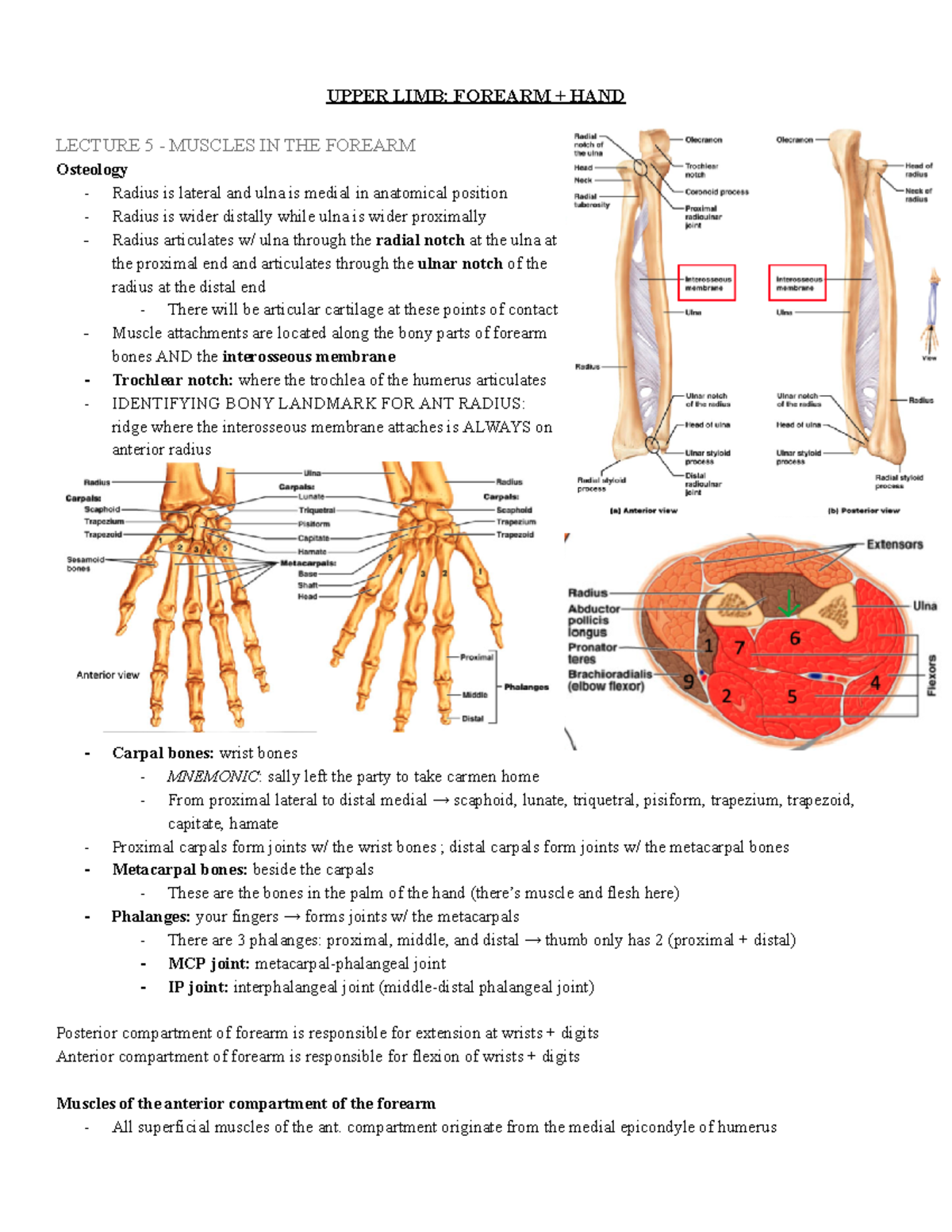 2. upper limb forearm + hand - UPPER LIMB: FOREARM + HAND LECTURE 5 ...