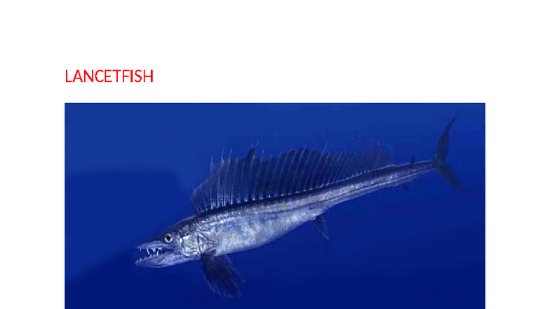 Fish culture - Btvted - LANCETFISH TROPICAL GAR SALMON EEL MILKFISH ...