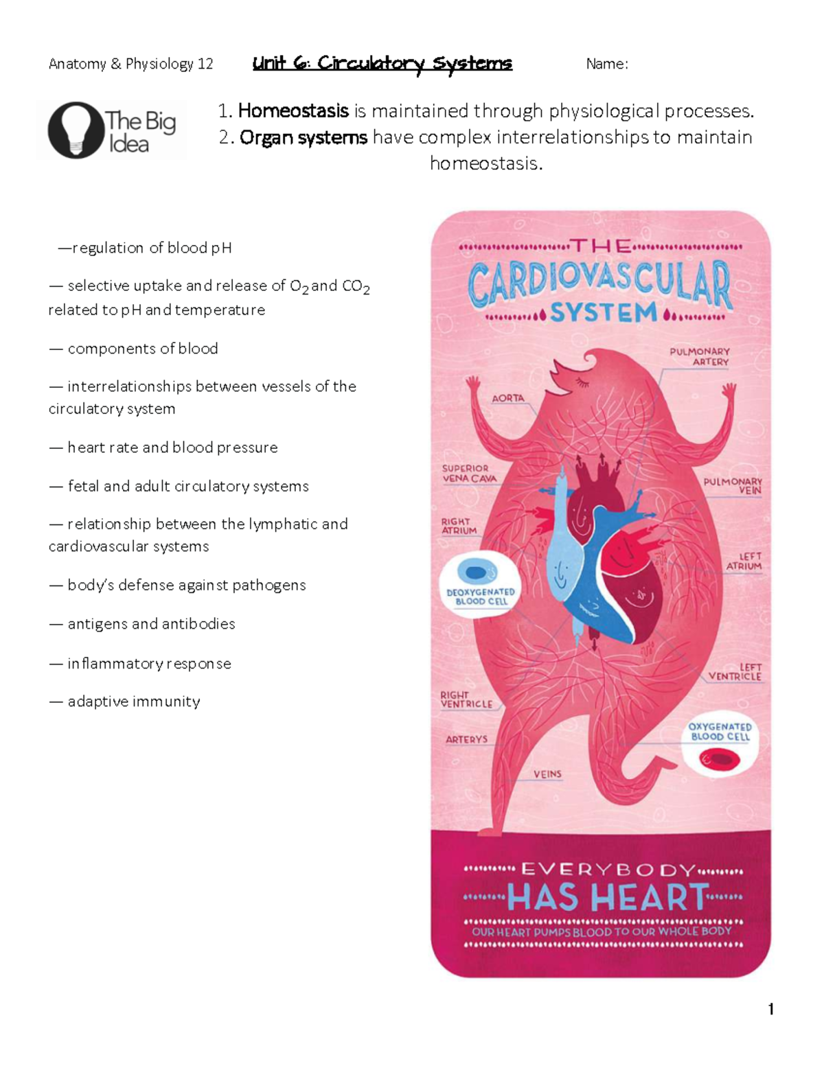 Unit 6: Anatomy & Physiology of Circulatory Systems - Notes - Studocu