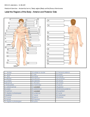 BIO 210 Lab 6 Exercise - answers - BIO 210 Anatomy and Physiology I - D. BELSER Lab 6 ...