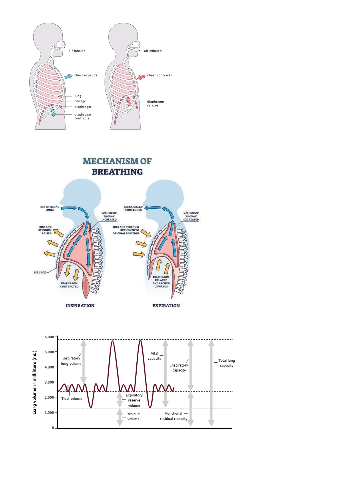 MECHANISM OF BREATHING: AIR INHALATION & EXHALATION - Studocu