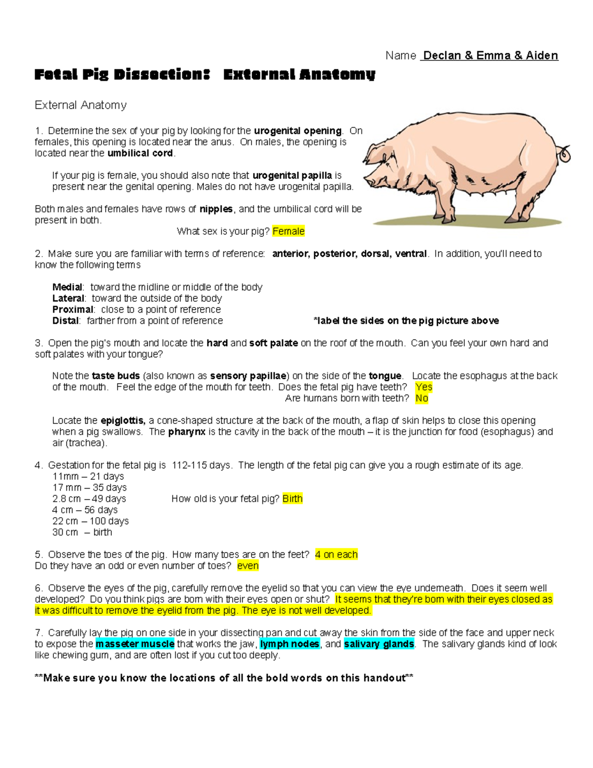 Fetal Pig Dissection: Detailed Examination of External and Internal ...