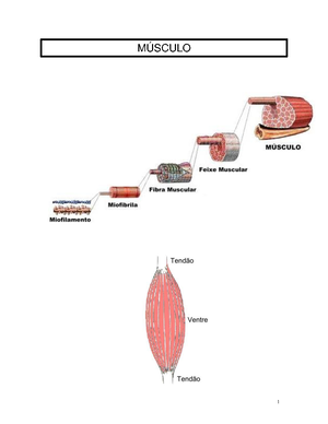 Miologia DAS AVES resumo - MIOLOGIA DAS AVES • MÚSCULOS PEITORAIS: - 20 ...