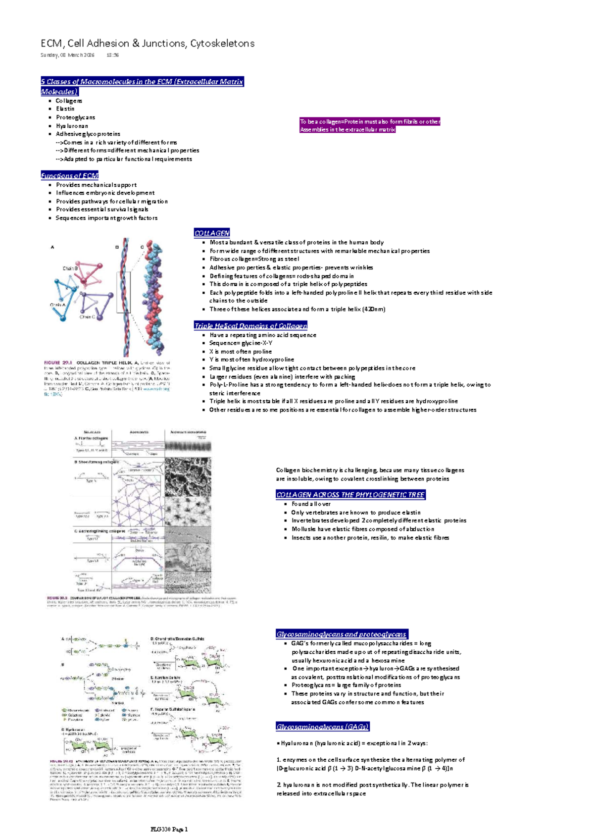 Lecture 5 - ECM, Cell Adhesion Junctions & Cytoskeletons (FLG 330 ...