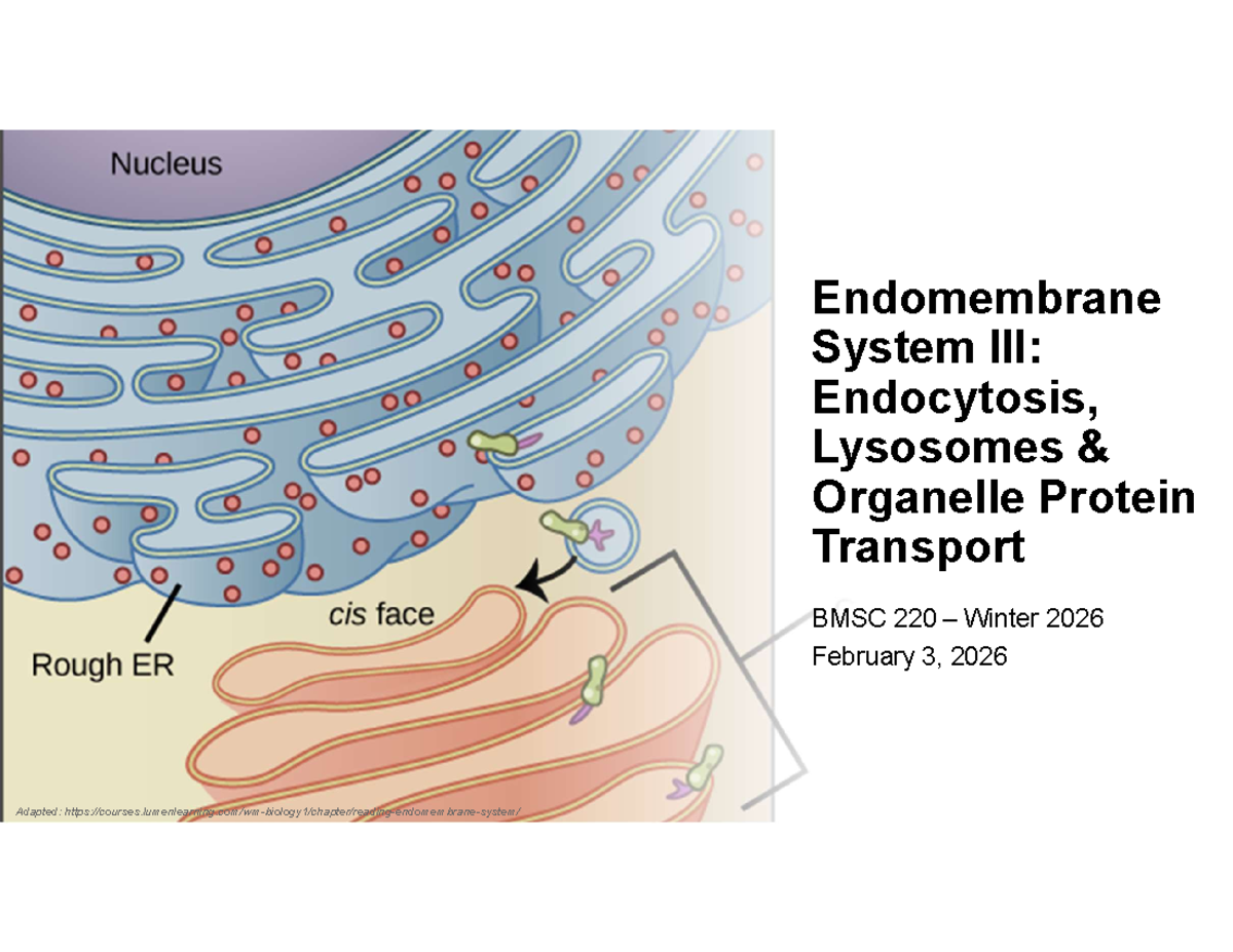 Lecture 9: Endomembrane System & Endocytosis BMSC 220 Winter 2026 - Studocu