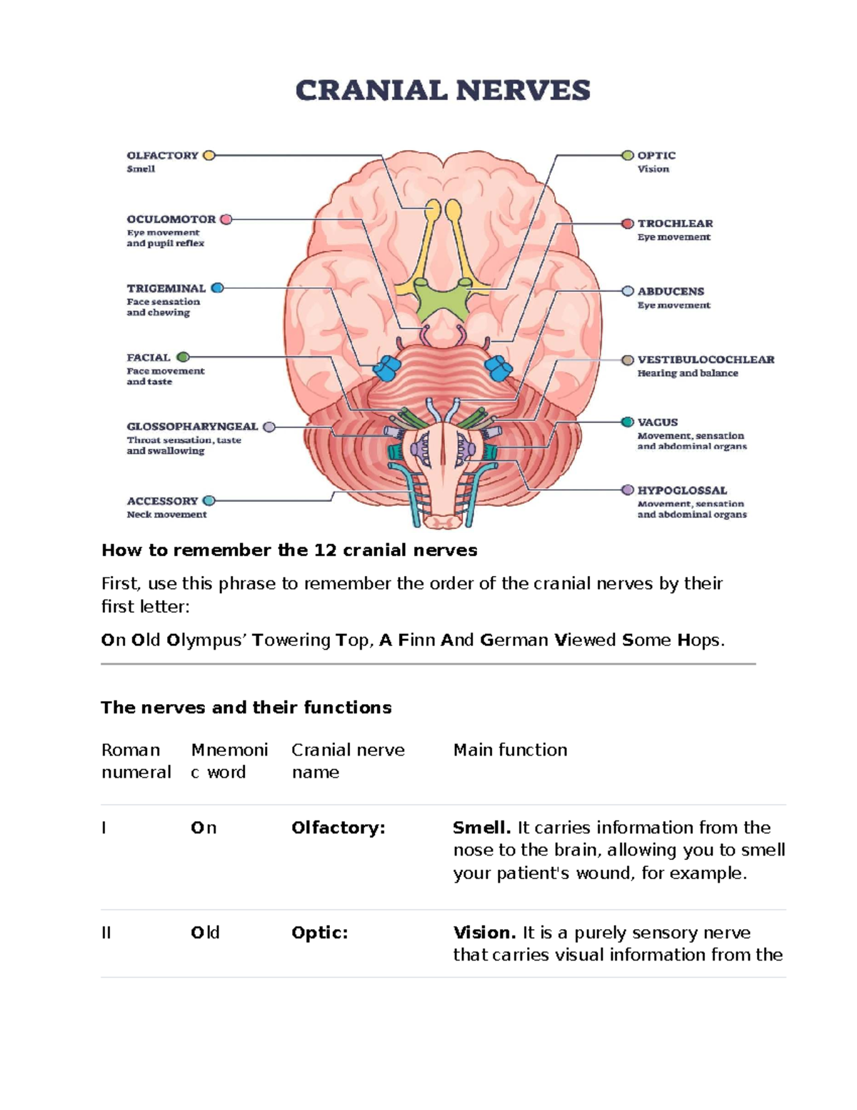 12 Cranial Nerves Review Guide: Mnemonics & Functions - Studocu