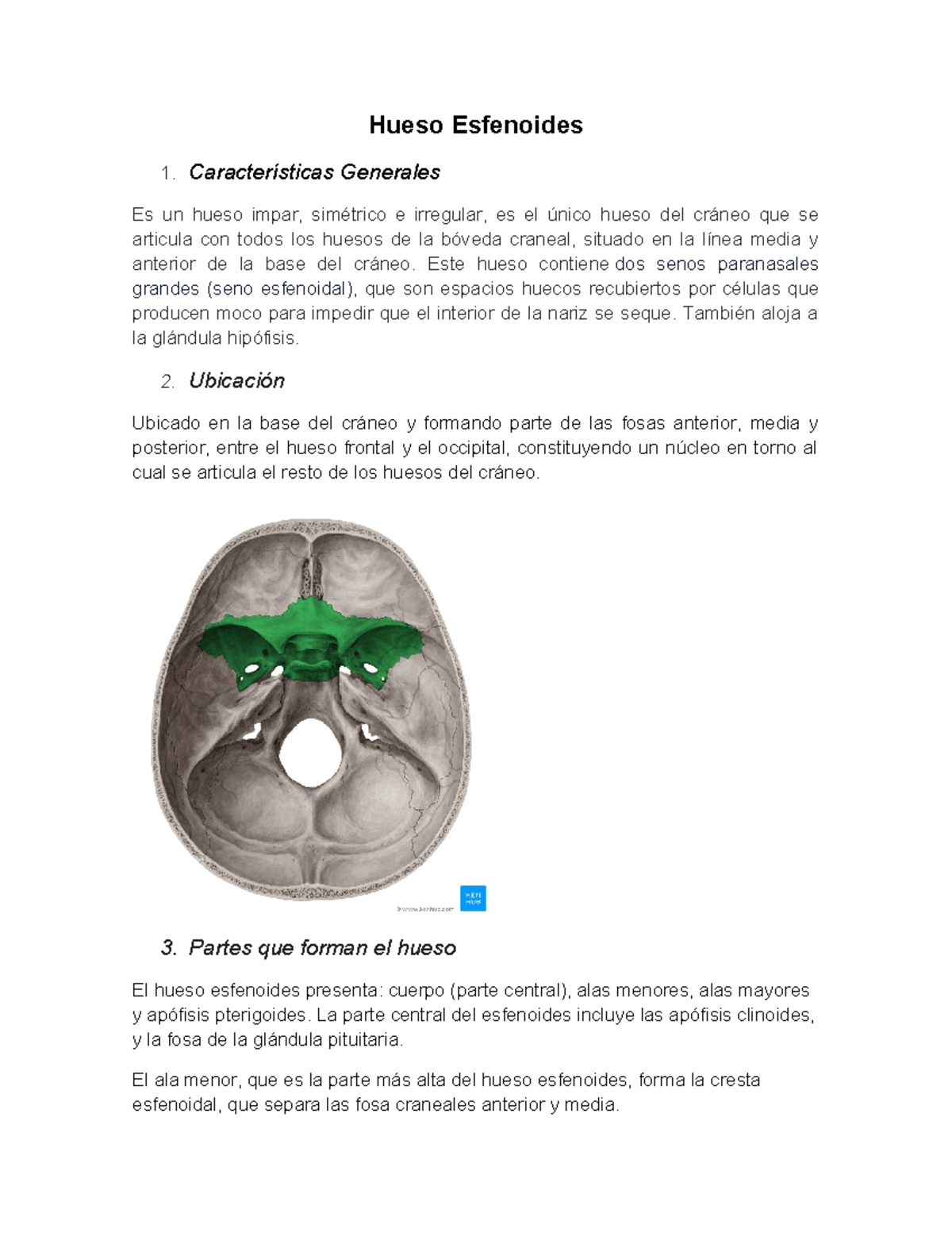 Estudio del Hueso Esfenoides y Occipital: Anatomía y Función - Studocu
