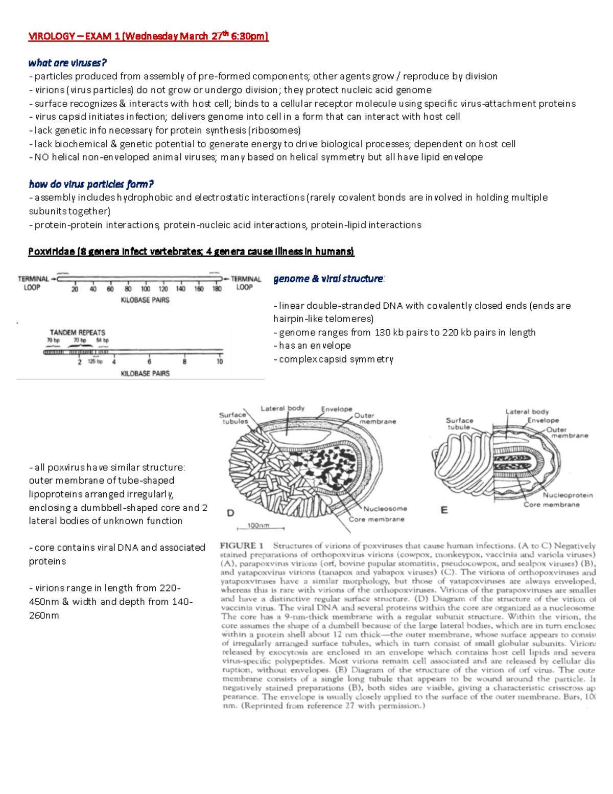 Virology EXAM 1 Study Notes: Key Concepts and Virus Overview - Studocu
