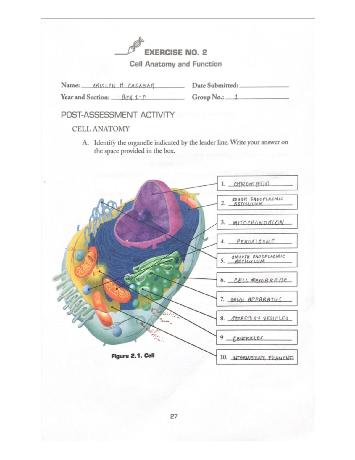BIO101 Exercise 2 & 3: Cell Organelles Overview - Studocu