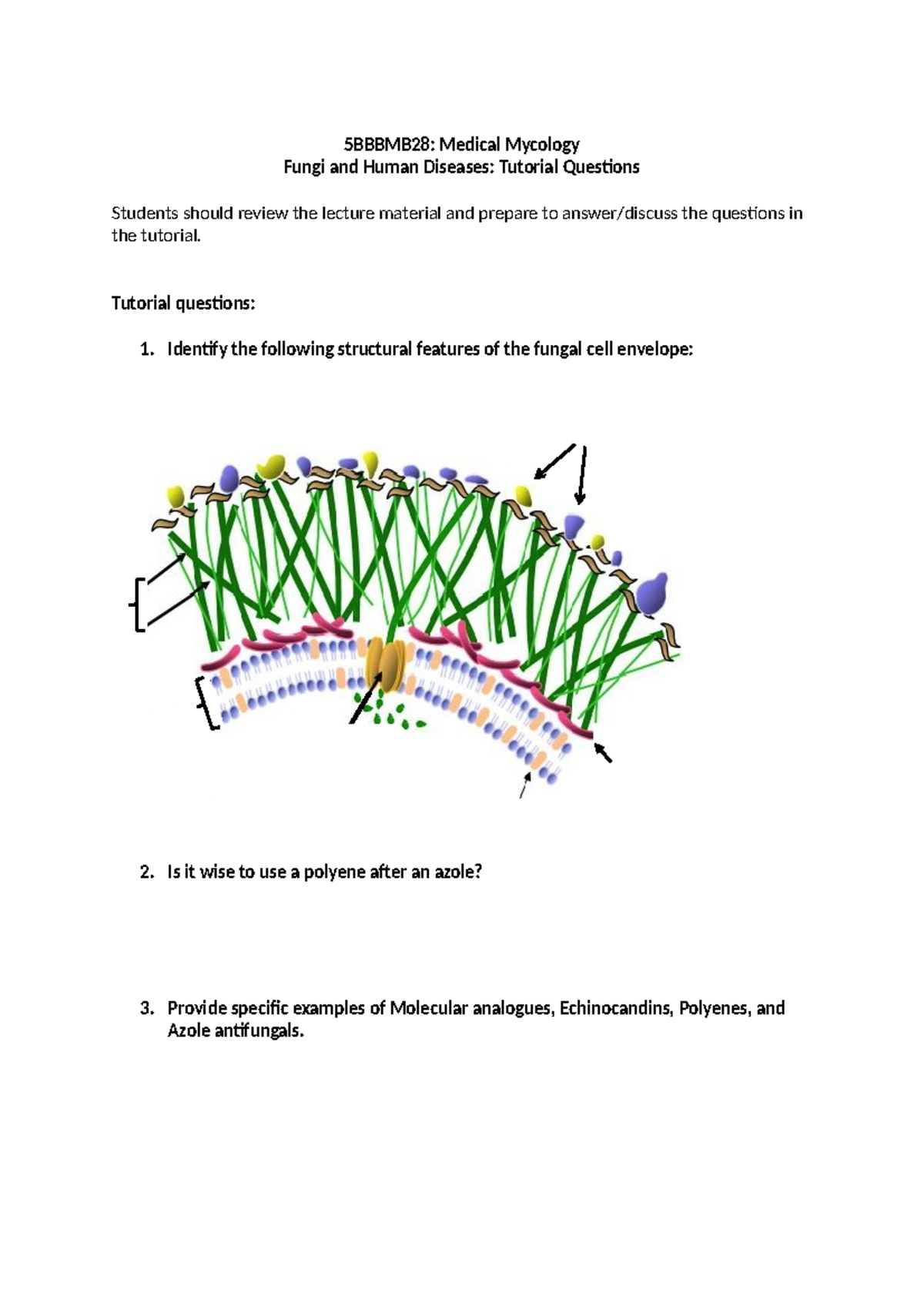 W5 JR 5 Bbbmb 28 - Medical Mycology: Fungi & Human Diseases Tutorial ...