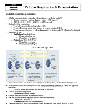 Cellular+Respiration+Flow+Chart+Key - Cellular Respiration GEYCOLYSIS ...