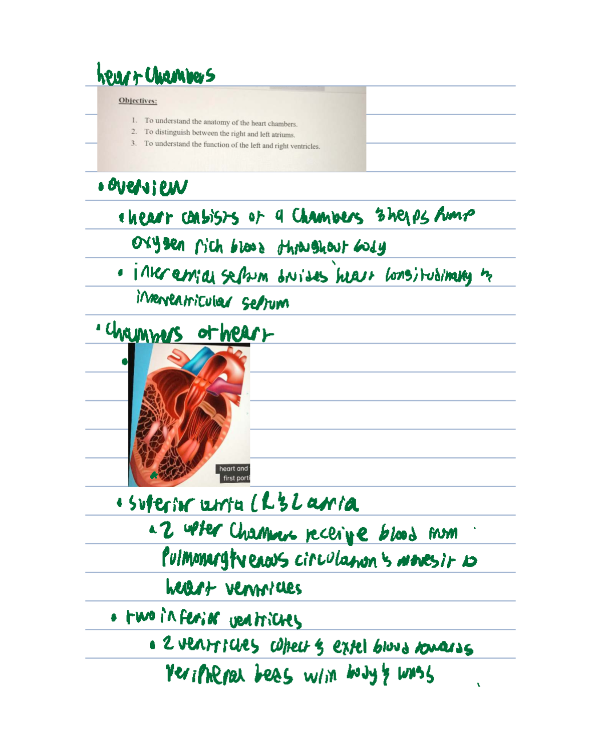 Cardiac Anatomy Overview: Heart Chambers & Circulation Processes - Studocu