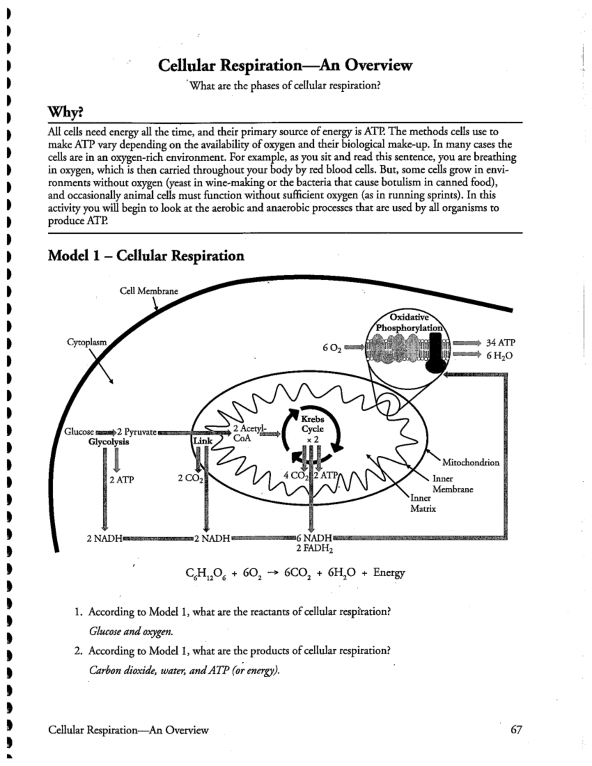 Cellular respiration phases: glycolysis, Krebs cycle, and ATP ...