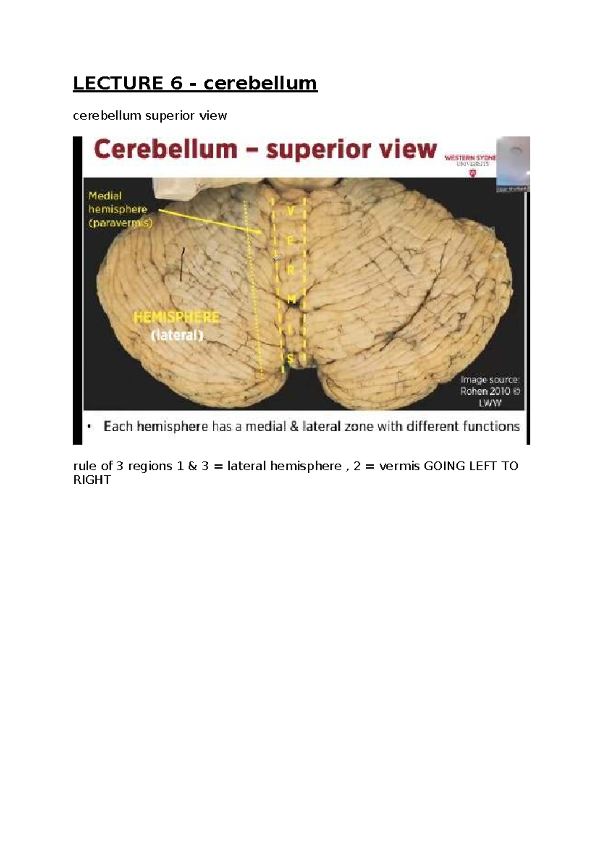 LECTURE 6: Cerebellum Functions and Motor Pathways Overview - Studocu