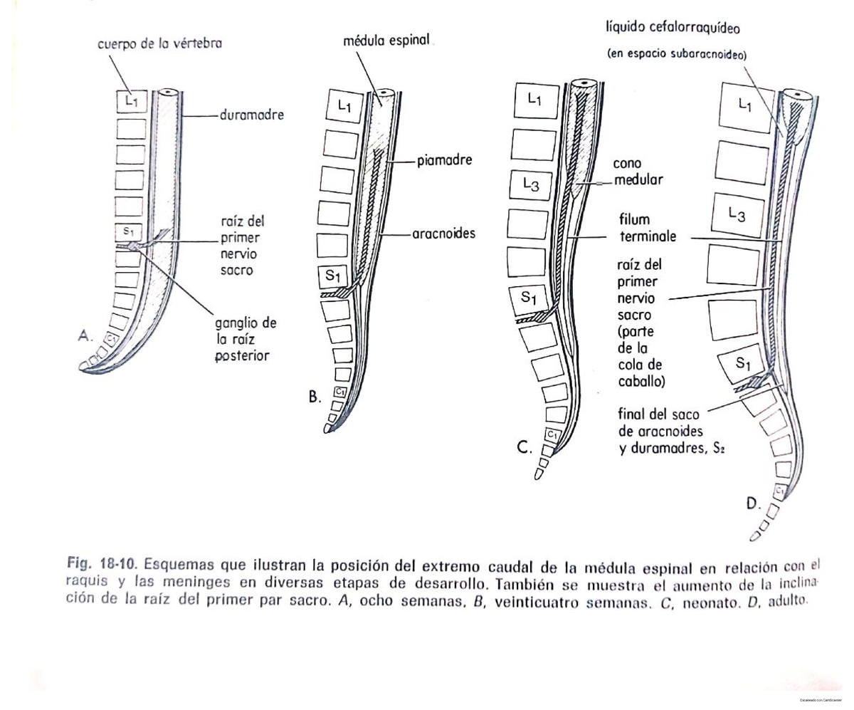 2023 Médula Espinal - líquido cefalorraquídeo cuerpo de la vértebro ...