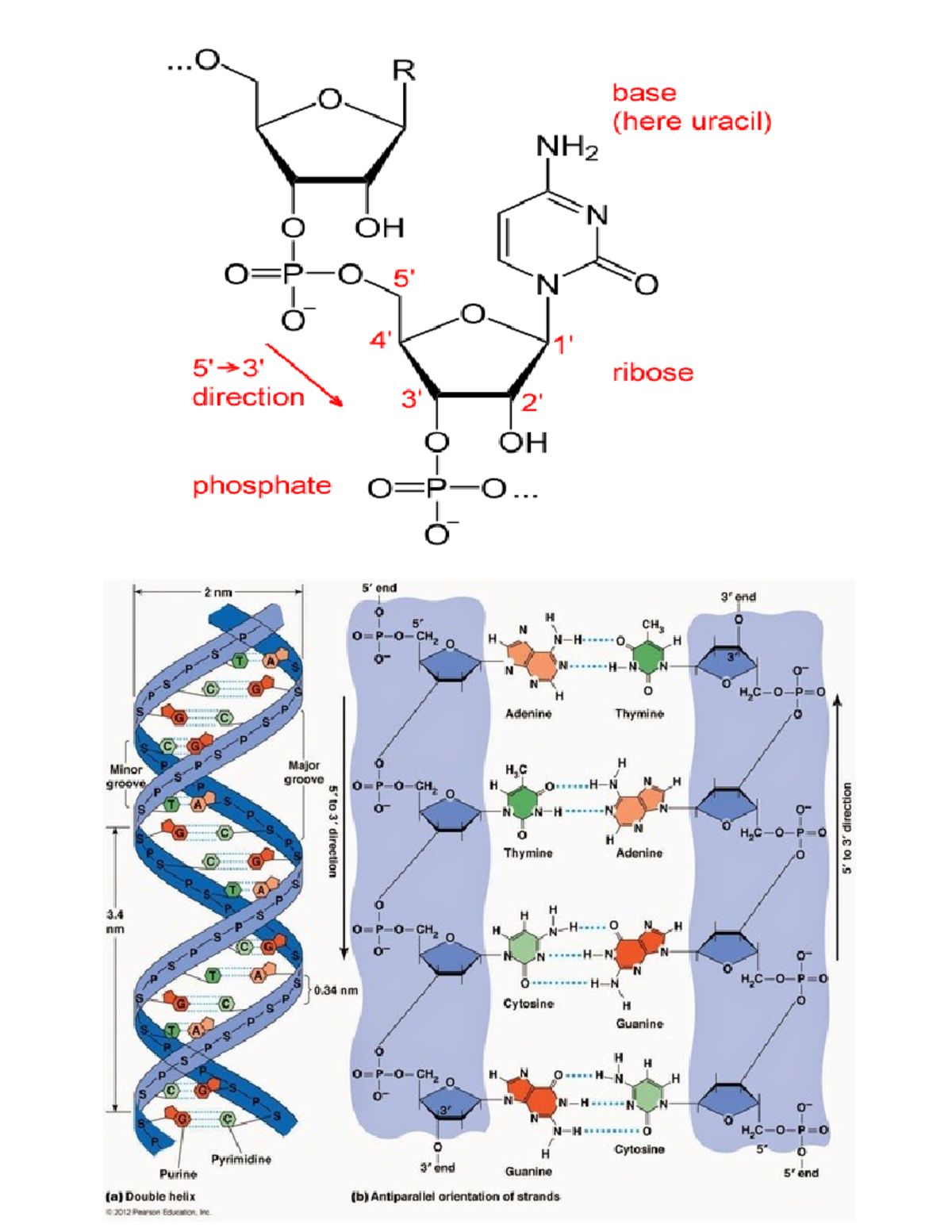 ADN ARN - Structure and Properties of Nucleic Acids - Studocu