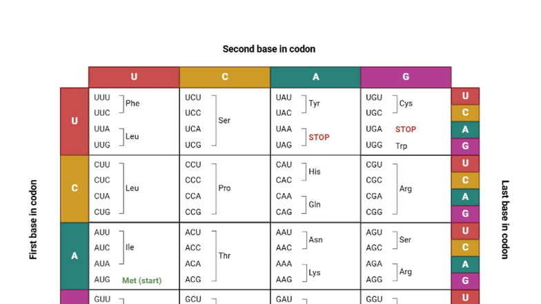 Codon Chart for Amino Acids: Anaphy Study Guide - Studocu