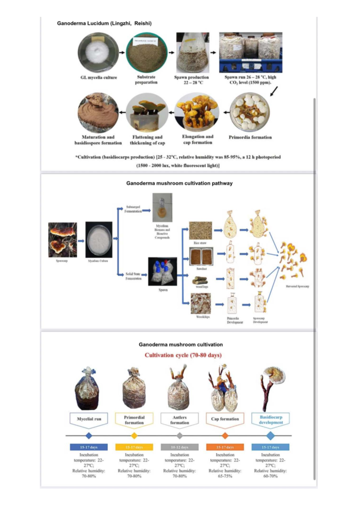 GL 19 - Practical Guide to Ganoderma & Ophiocordyceps Cultivation - Studocu