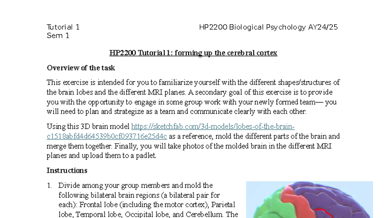 HP2200 Tutorial 1: Exploring Brain Lobes & MRI Planes - Studocu