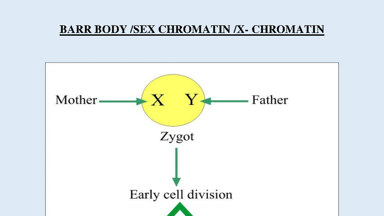 Barr Body Chromatin Study: Practical Implications & Procedure - Studocu
