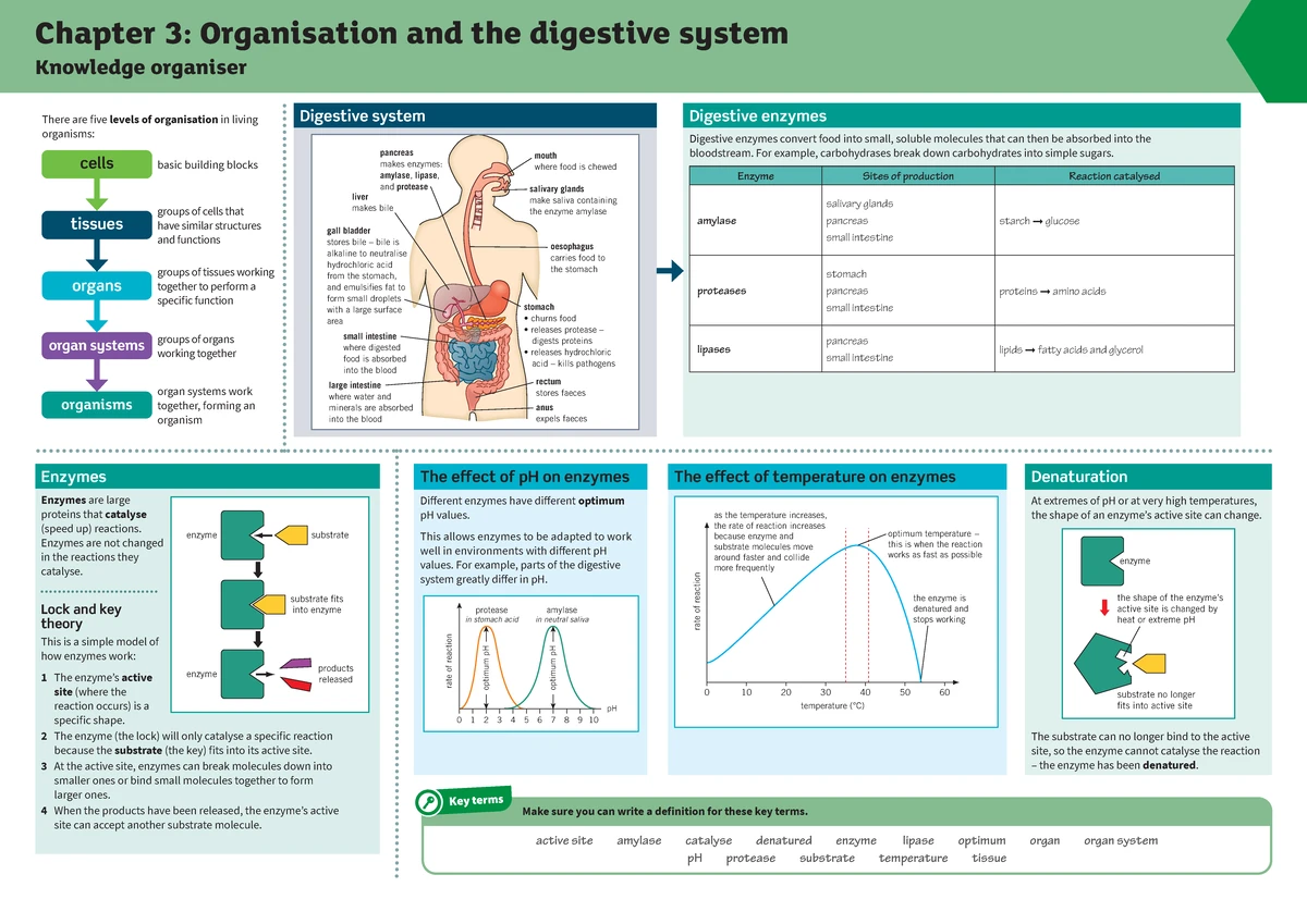 Chapter 3 organization and the digestive system gcse biology - Chapter ...