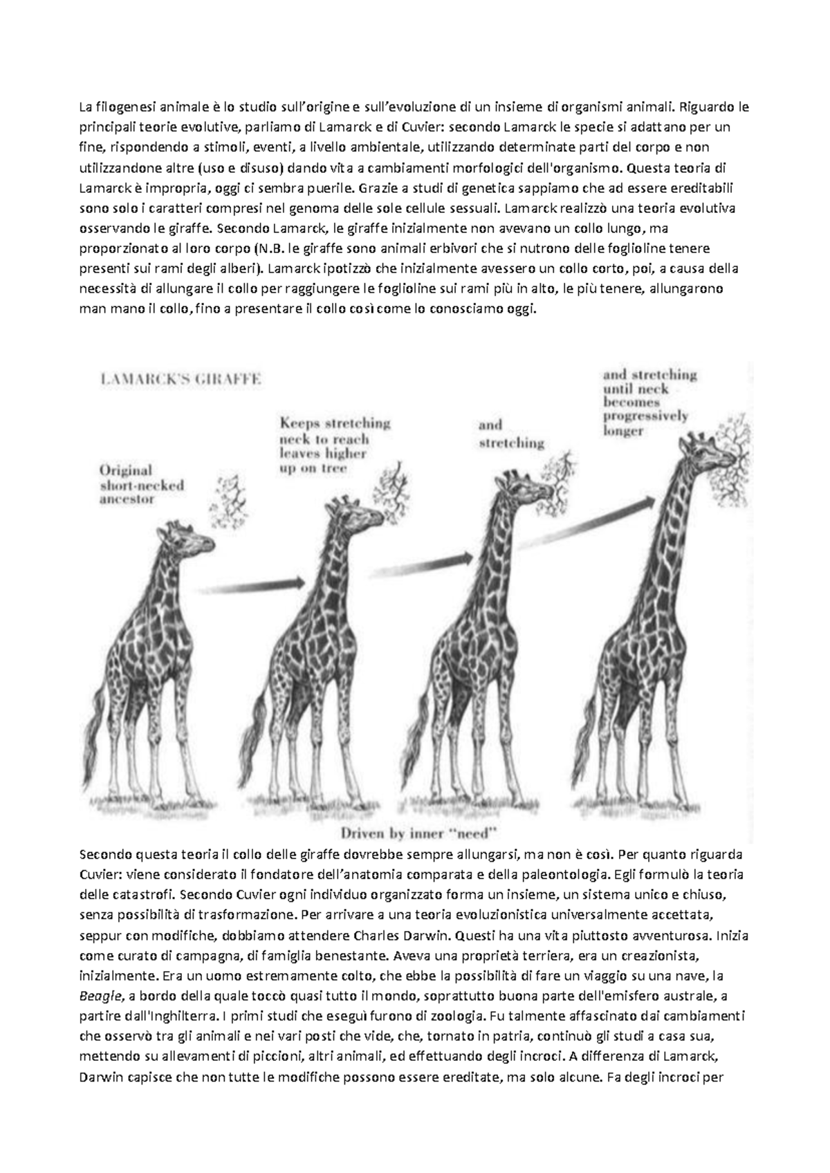 Lezione 2: Filogenesi e Classificazione degli Organismi Animali - Studocu