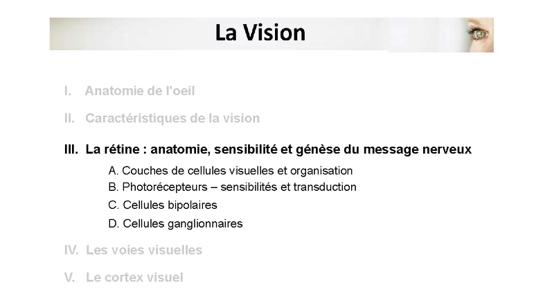 L3Psycho 2025-2026 Vision: Anatomie et Caractéristiques de la Rétine ...