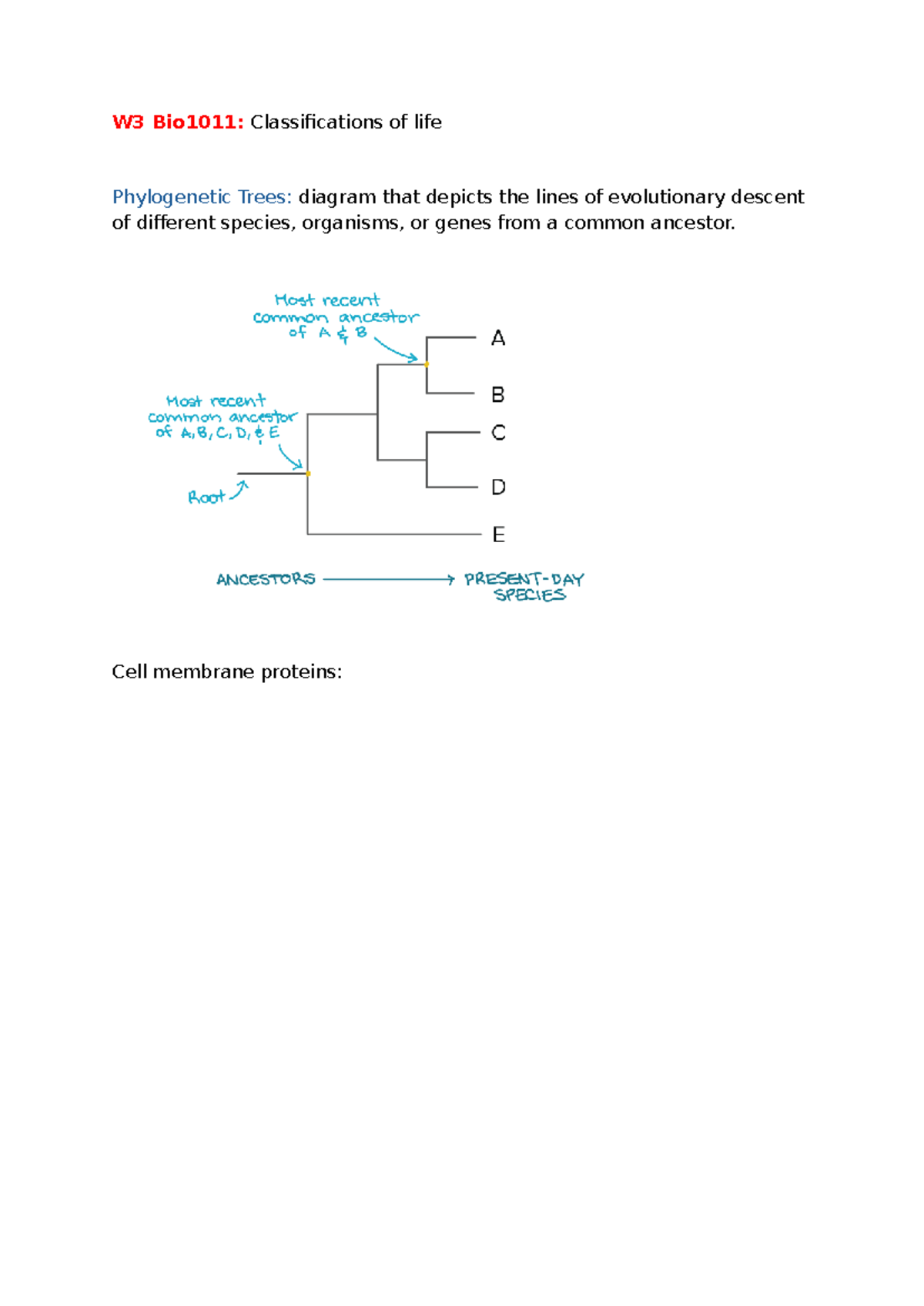 W3 Bio1011: Phylogenetic Trees & Cell Membrane Proteins Overview - Studocu