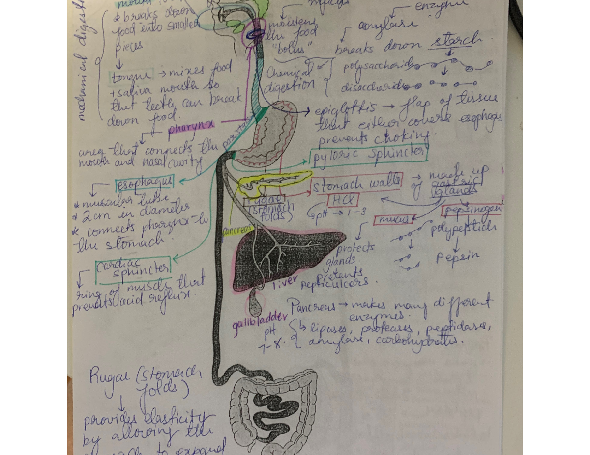 Digestive System Overview - Handwritten Notes and Key Details - Studocu