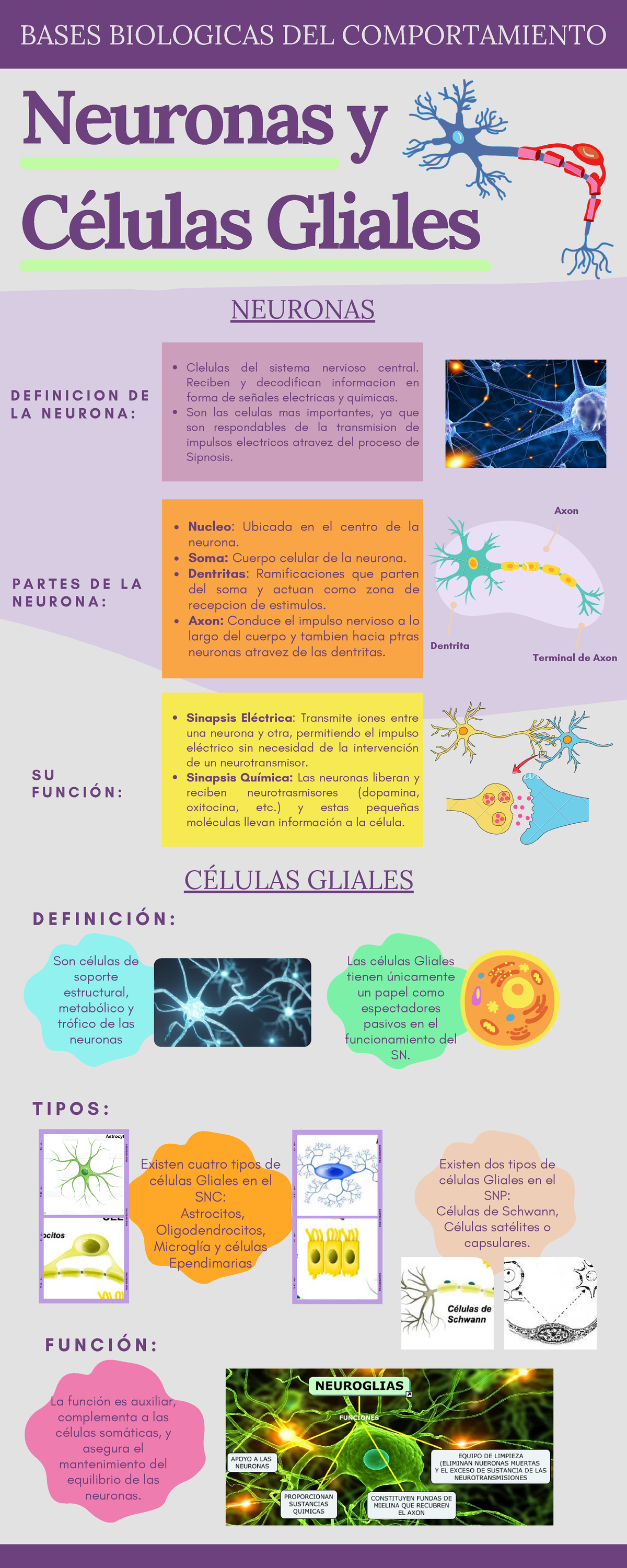 Neuronas y Celulas Gliales - Neuronas y Células Gliales Clelulas del ...
